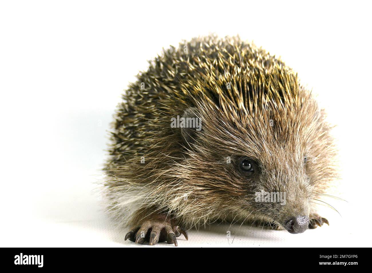 Hedgehog isolated on white background copy space Stock Photo - Alamy