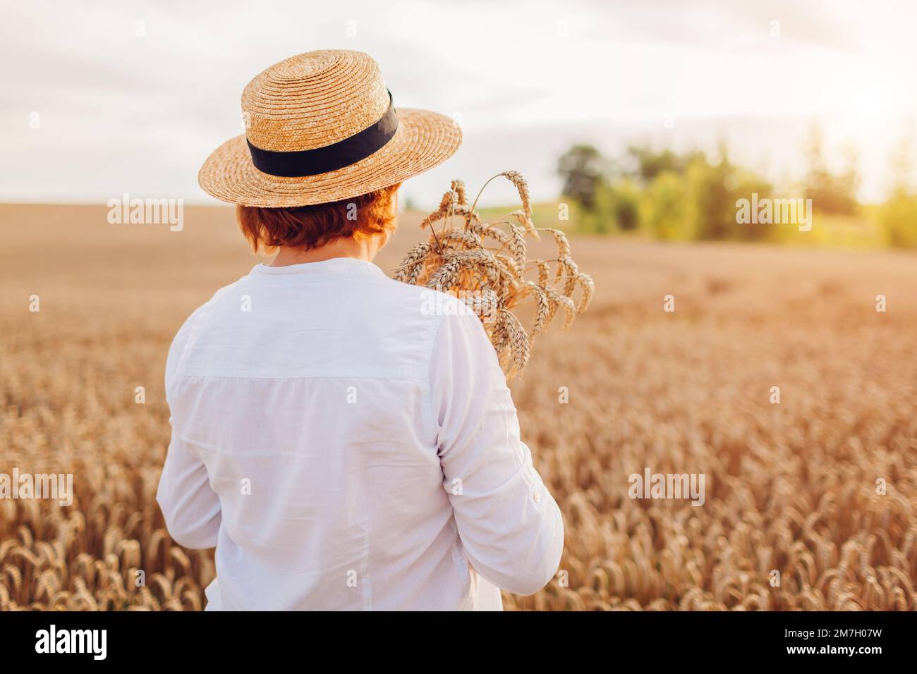 Back view of woman farmer checking wheat in summer field at sunset ...