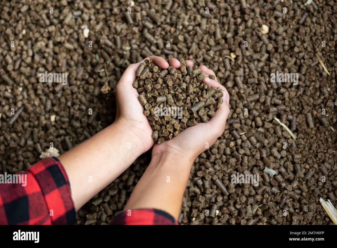 Female farmer hands holding handful of calf feed pellets Stock Photo ...