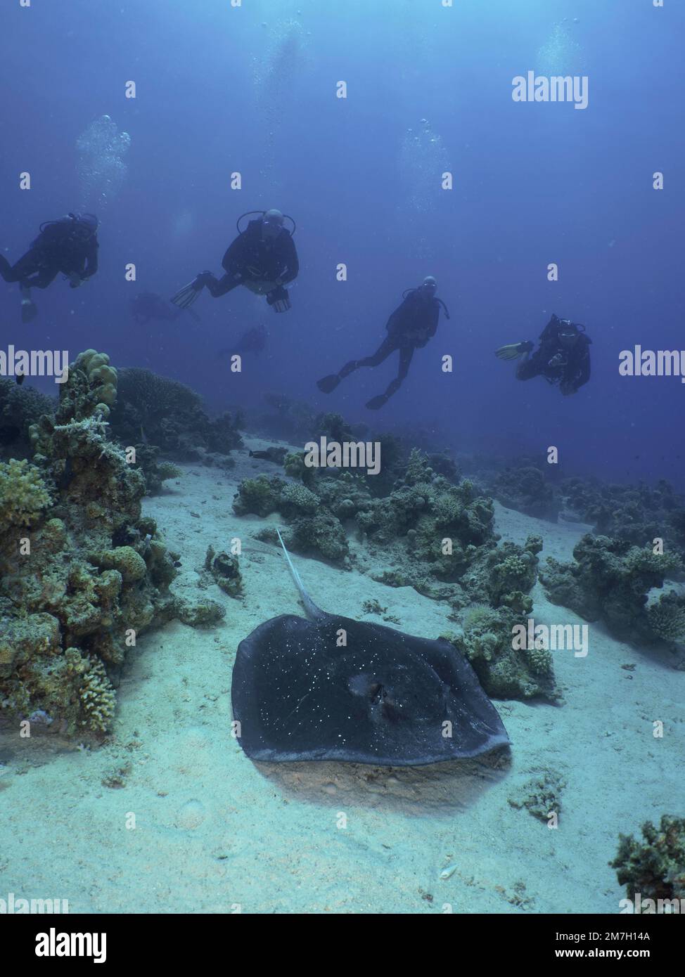 Blackspotted stingray (Taeniura meyeni) . Several divers in the ...