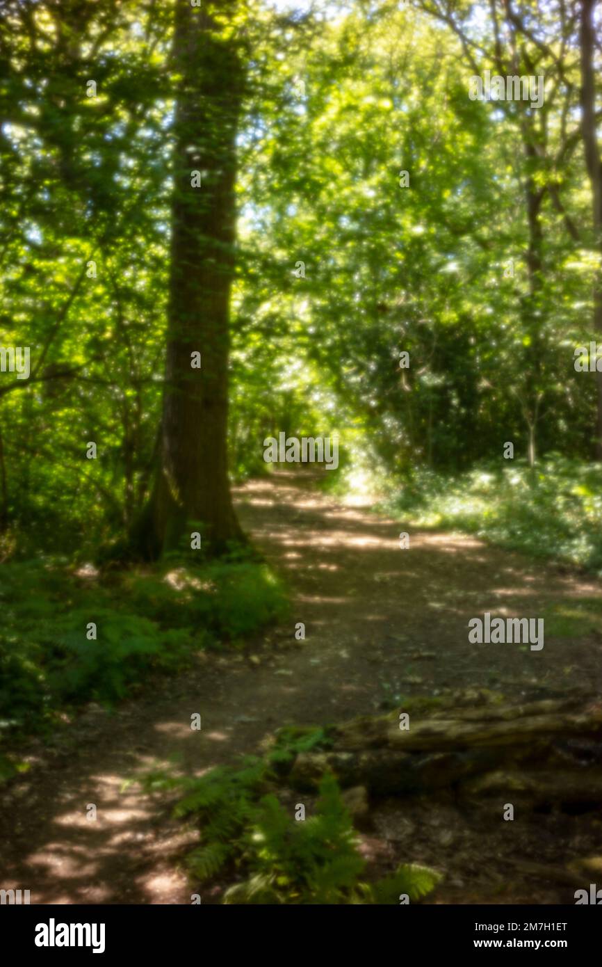 Pinhole Photography Woodland Series.New, Age-defying, digital age ...