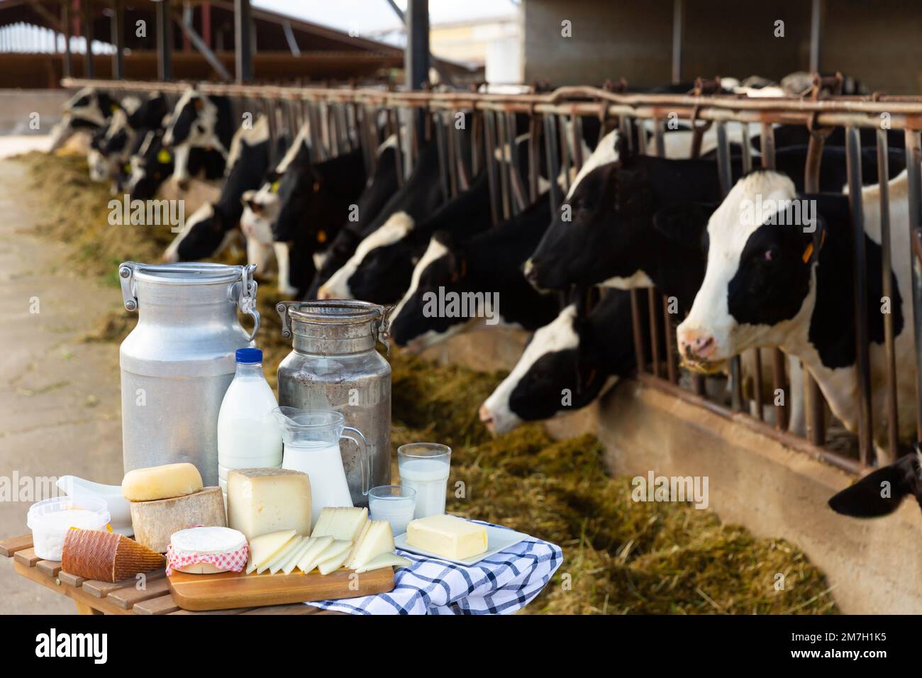 Farm fresh dairy products natural cow milk hi-res stock photography and ...