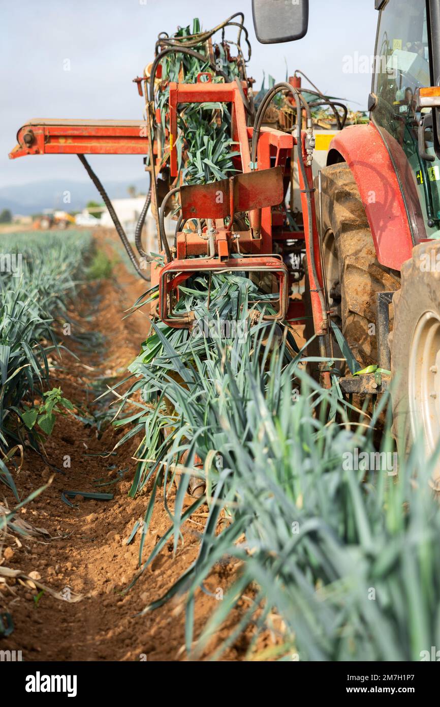 Agricultural vehicle harvesting ripe leek on field Stock Photo - Alamy