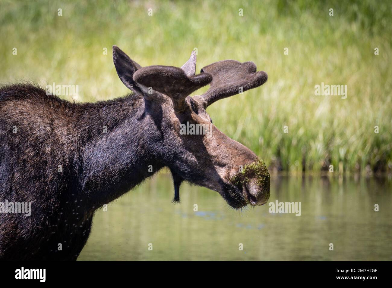 A moose on a river in the Tetons mountain ranges in Wyoming, USA Stock ...