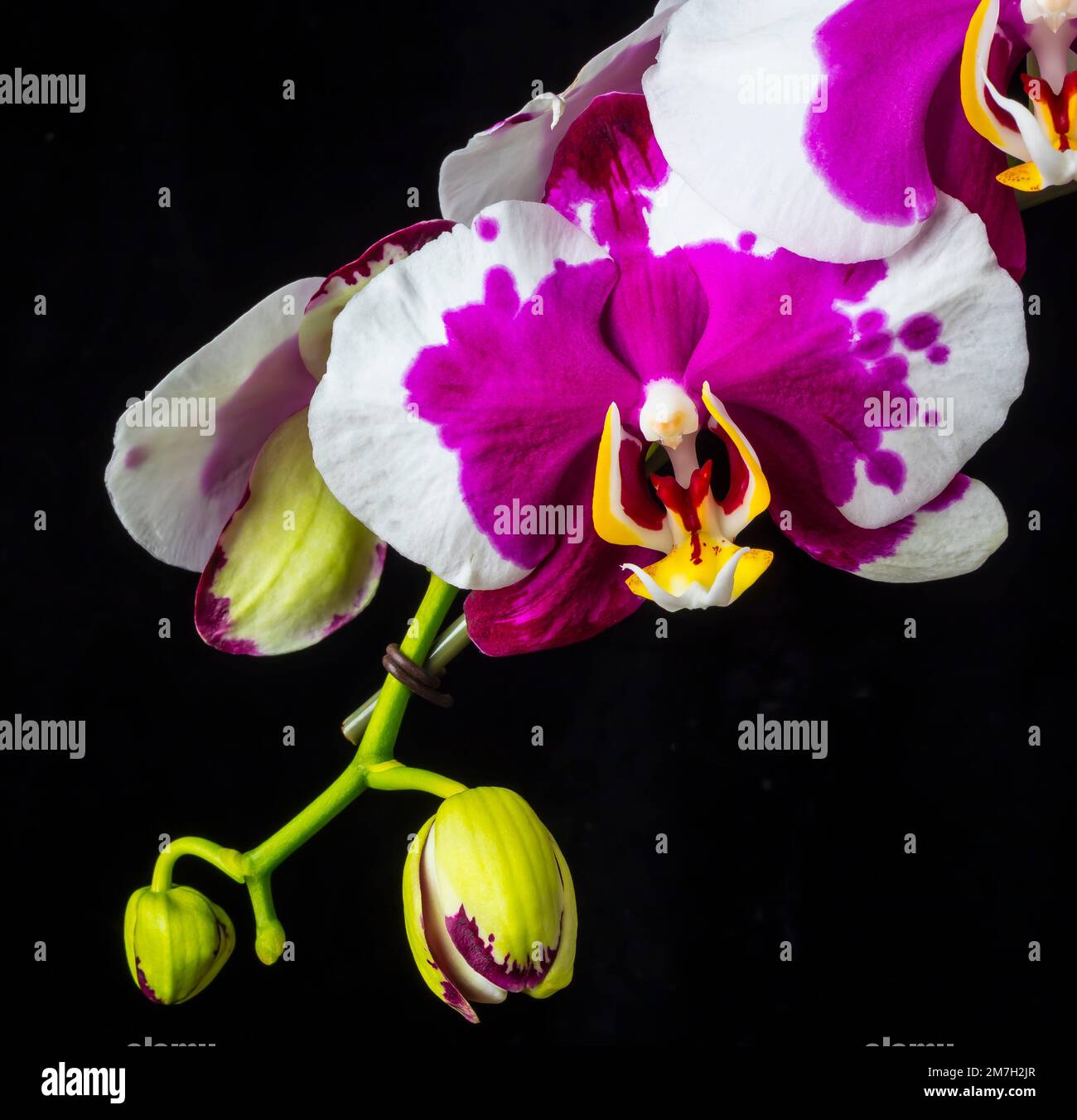 Unique botanical details hi-res stock photography and images - Alamy