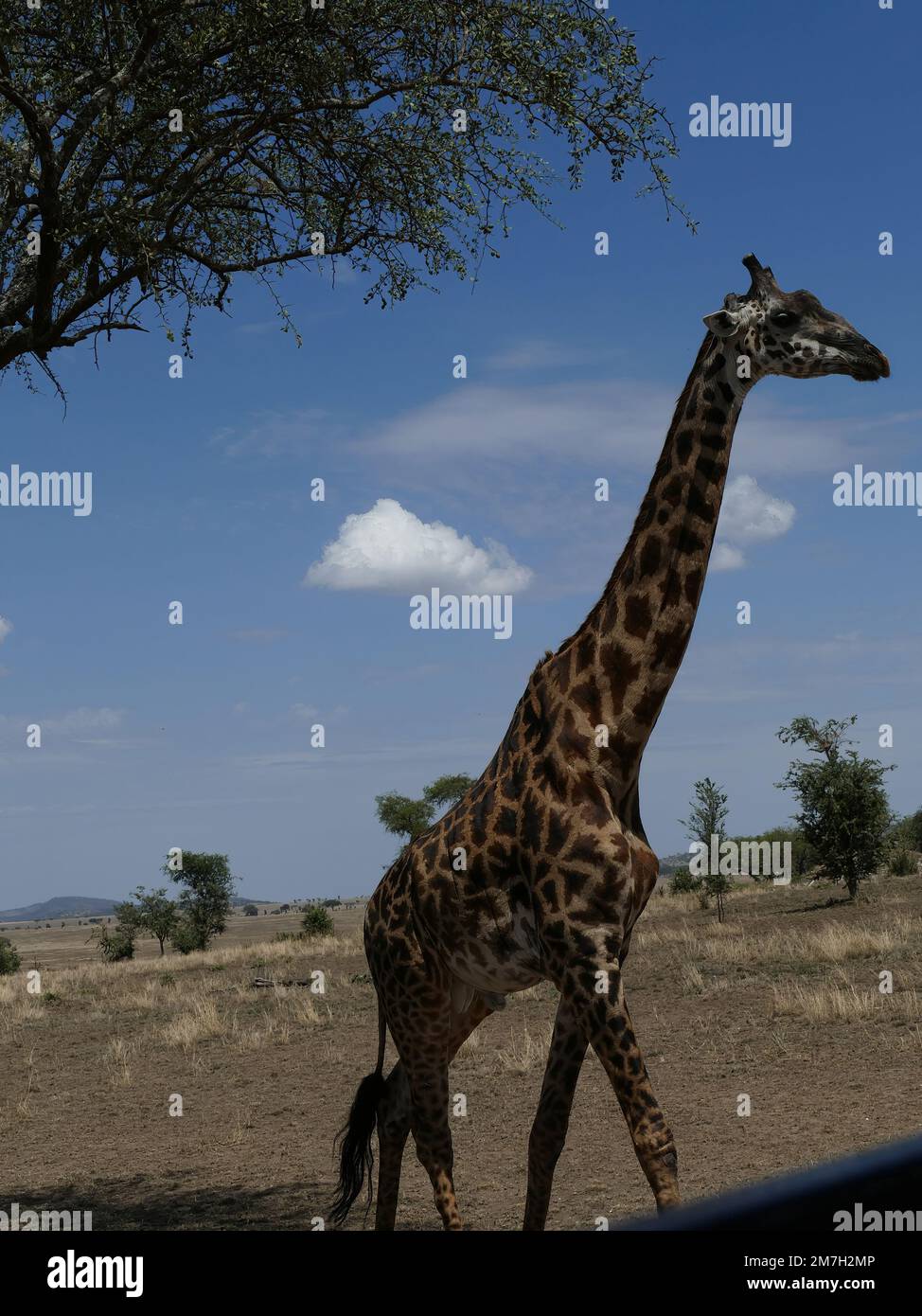 Beautiful shot of Maasai giraffe ( Giraffe tippelskirchi ) near an ...