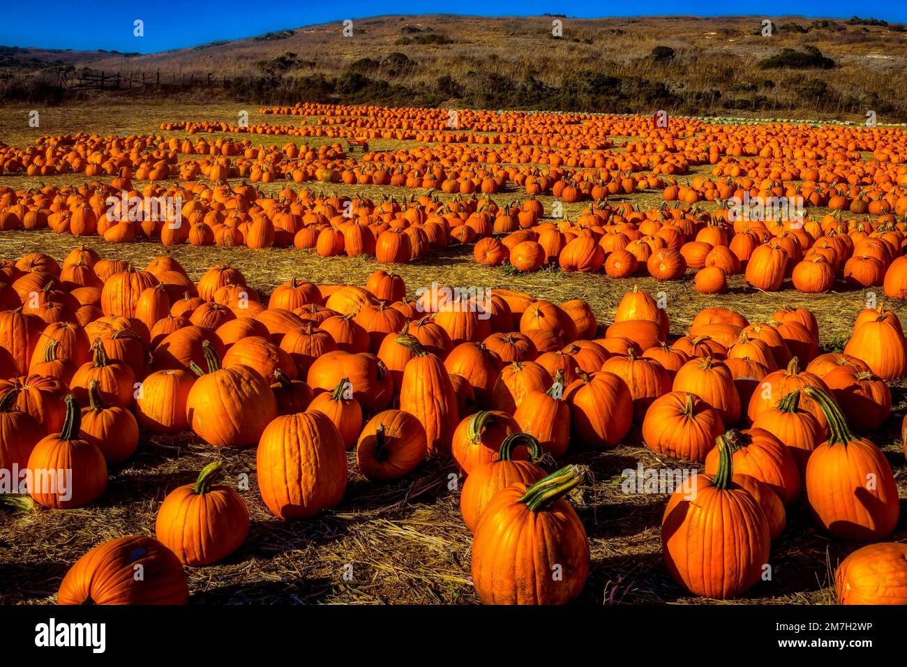 Large Pumpkin Field Stock Photo - Alamy