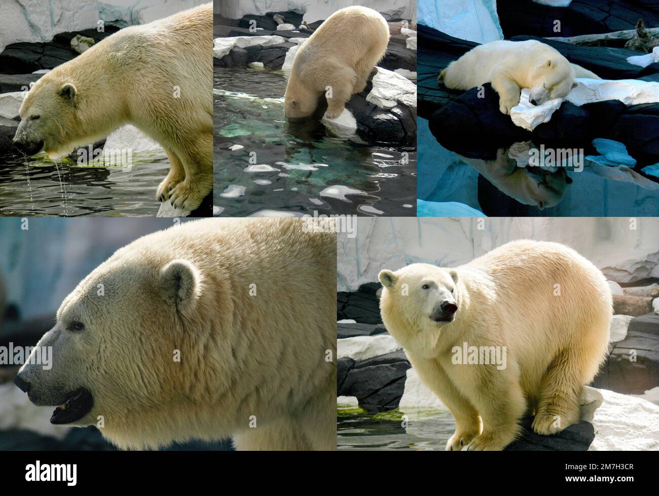 Polar Bear Montage of a day in his life Stock Photo - Alamy