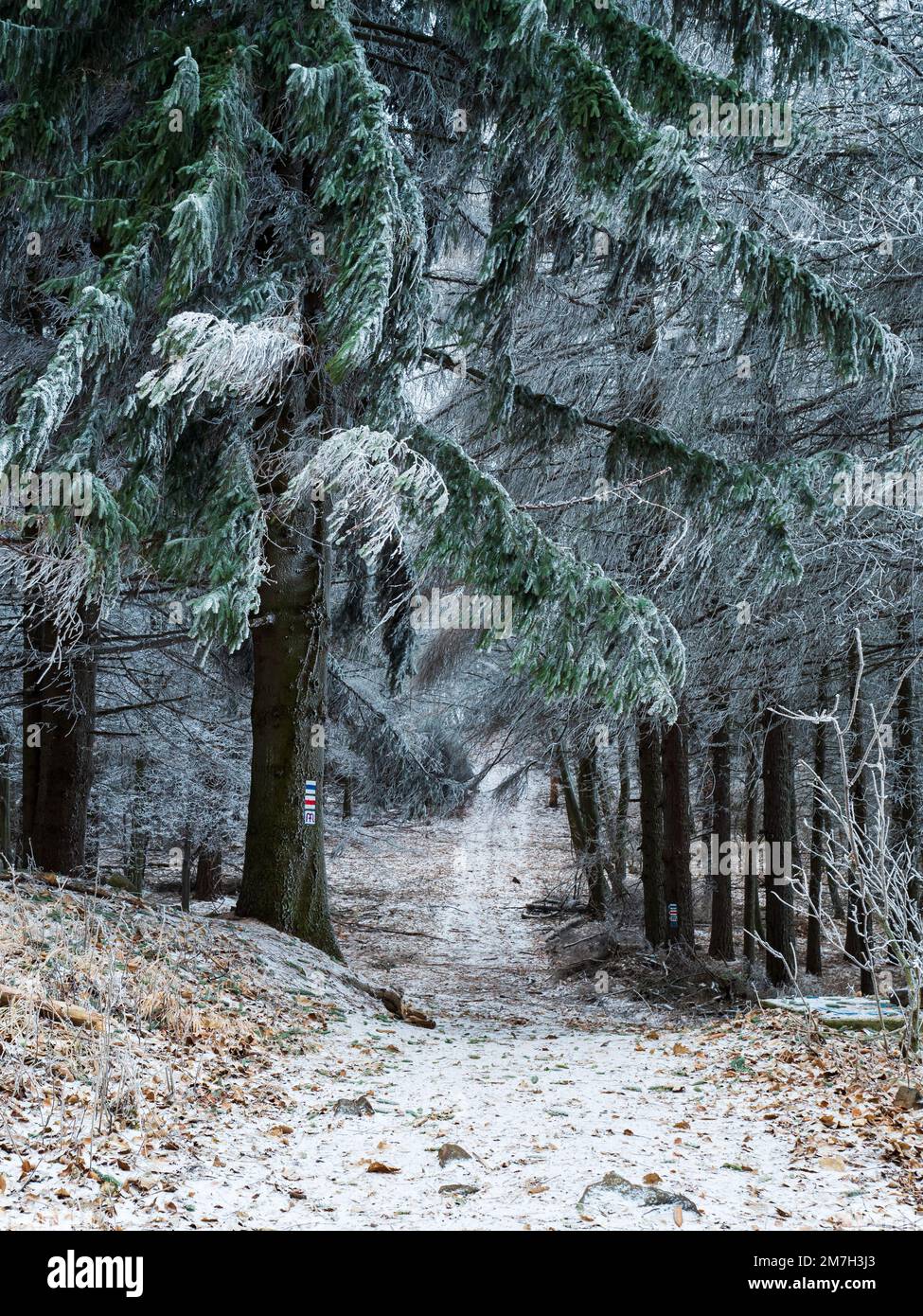 Winter snowy pine forest road hiking trail with tourist signs and ...