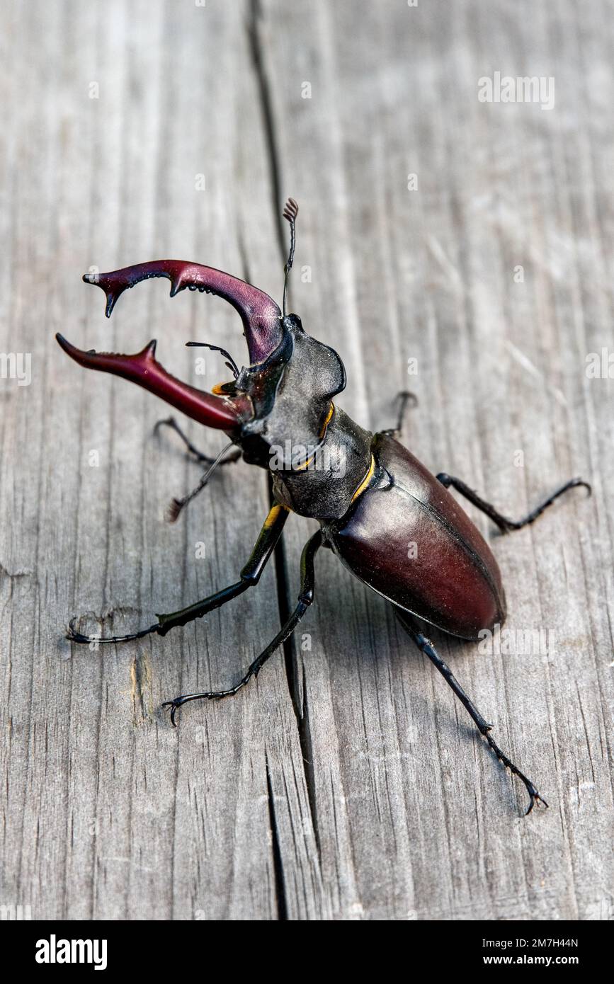 Close-up of a stag beetle (Lucanus cervus), male, on a wooden terrace ...