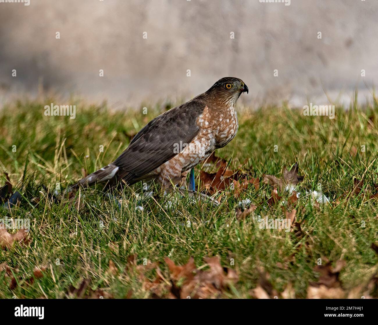 A close-up of a Cooper's Hawk on the ground eating what looks like a ...