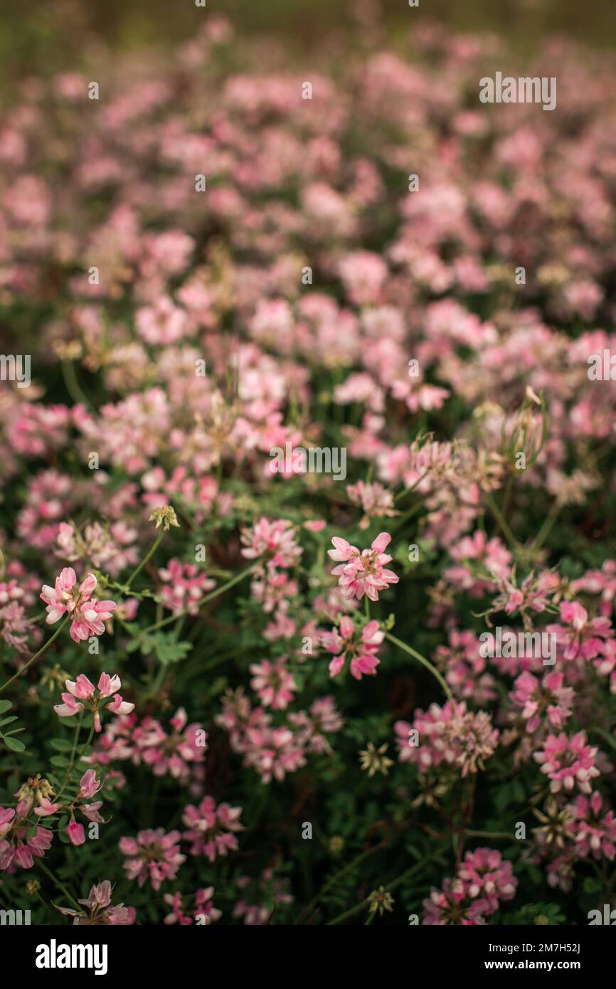 Pink Springtime Flowers photographed with a Shallow Depth of Field ...