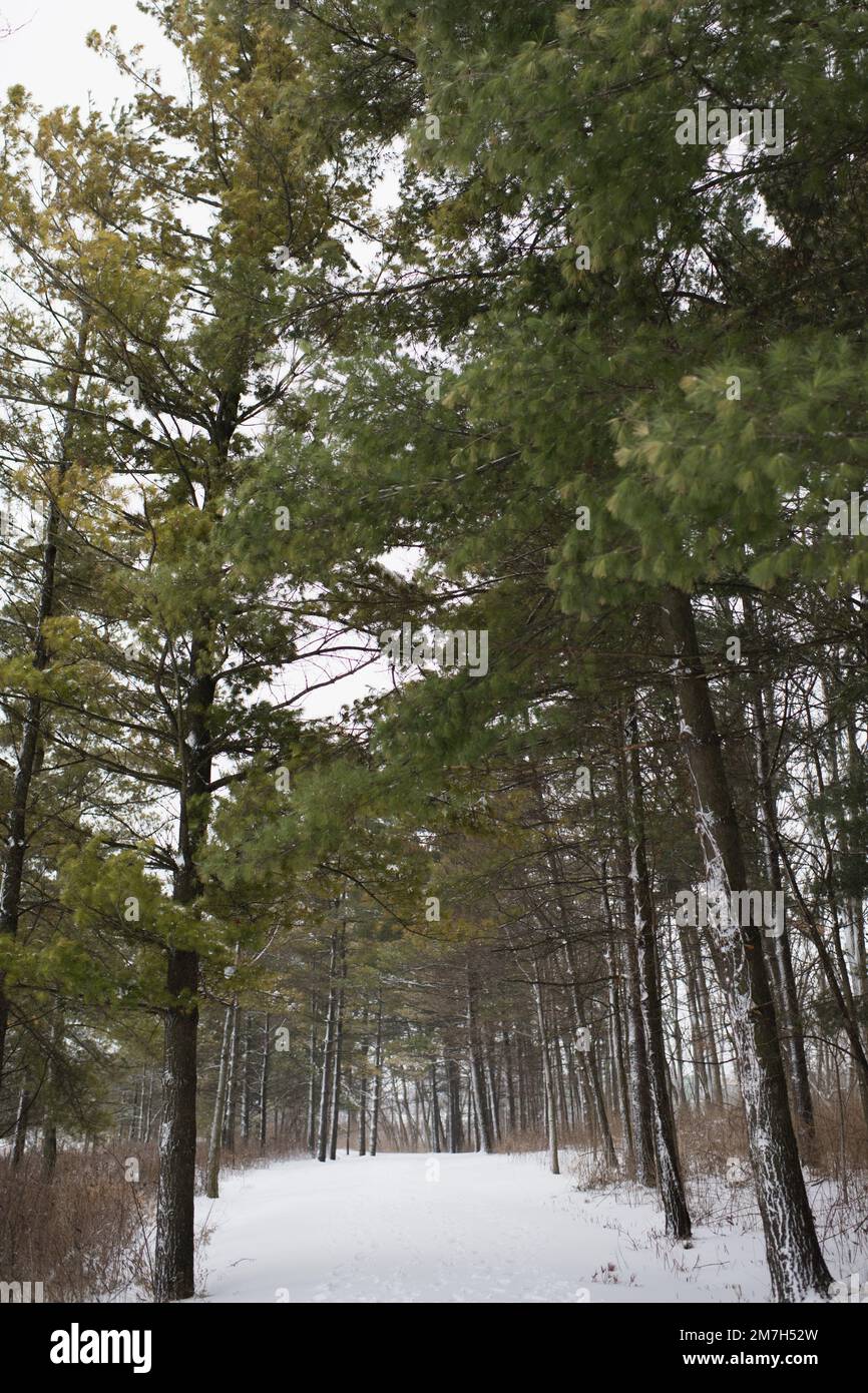 Path in evergreen forest hi-res stock photography and images - Alamy