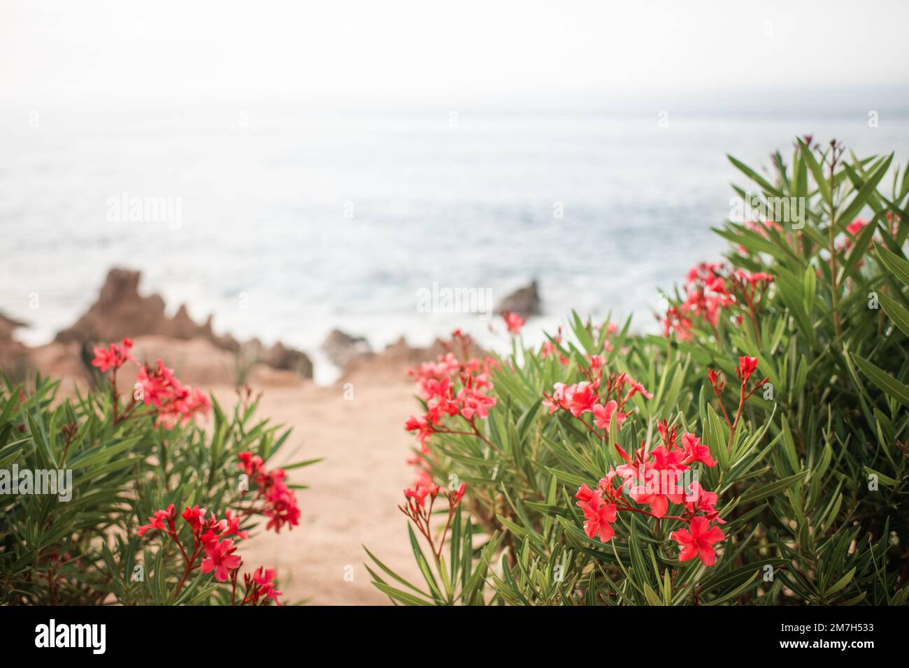 Tropical Bright Pink Flowers near the Ocean Stock Photo - Alamy