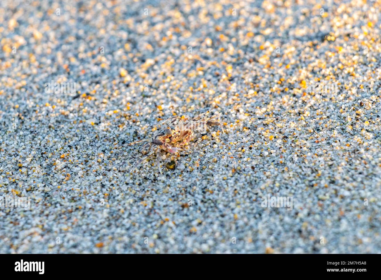 Tiny sand crab beach crab run and dig around on the beach sand in ...