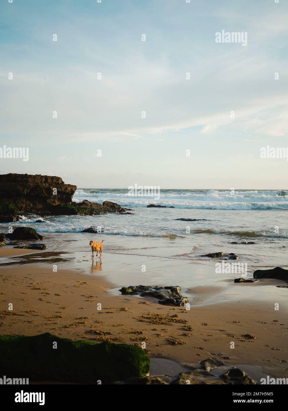 dog run in the Beach Ocean Stock Photo - Alamy