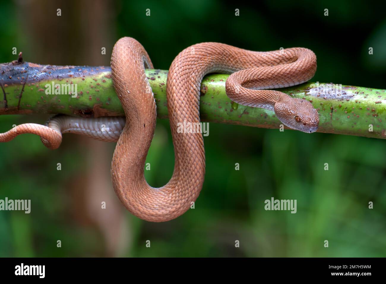 Mangrove pit viper with prey Stock Photo - Alamy