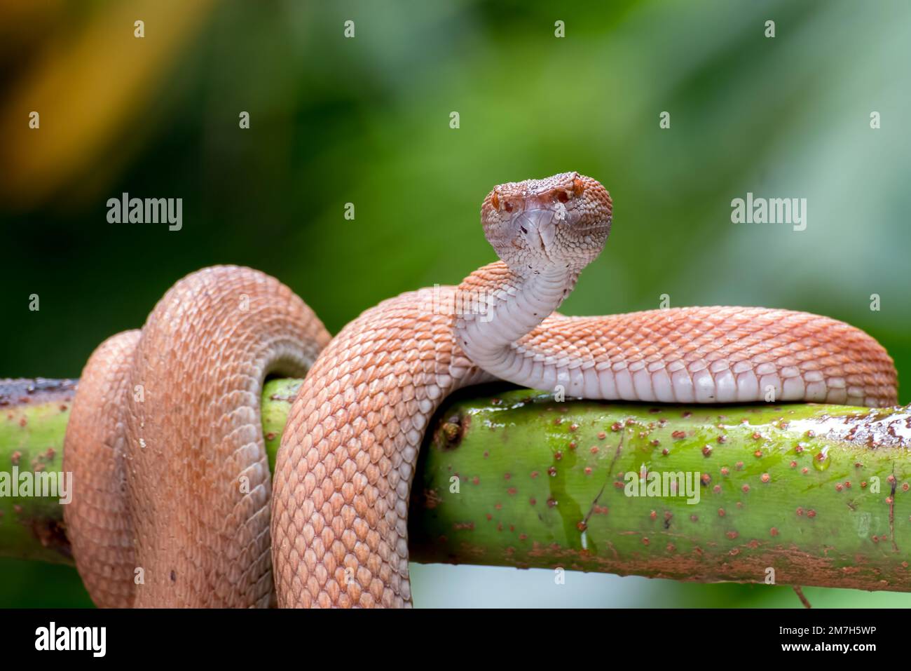 Mangrove pit viper with prey Stock Photo - Alamy