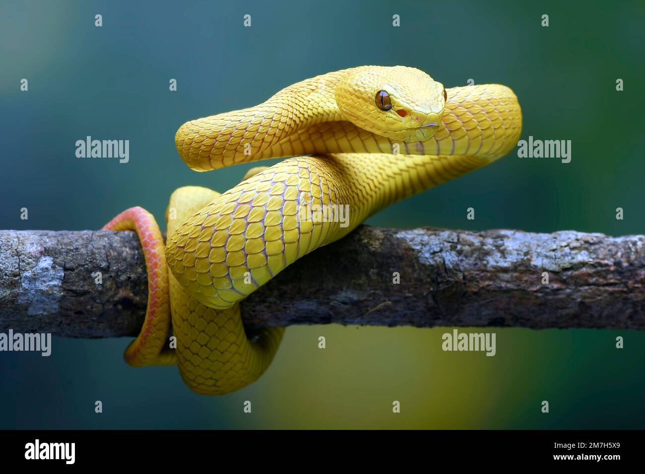 White-lipped island pit viper on the tree branch Stock Photo - Alamy
