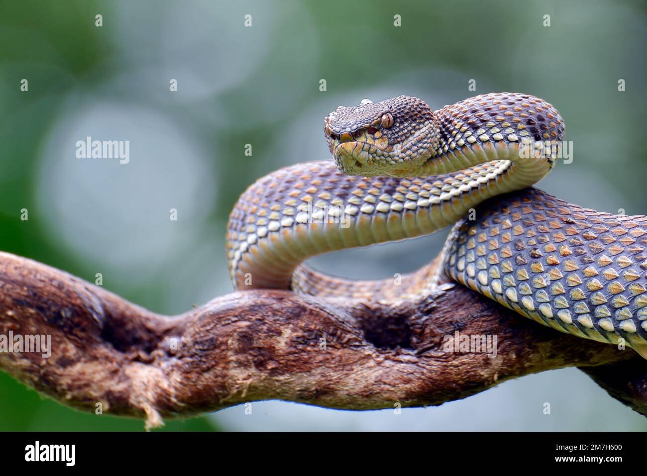 Mangrove Pit-viper in defense position Stock Photo - Alamy