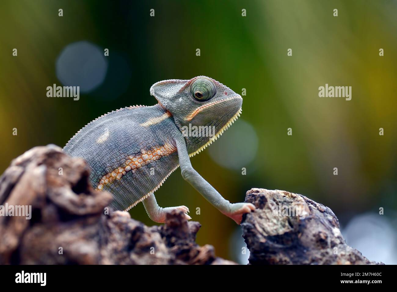 Close up photo of a baby veiled chameleon Stock Photo - Alamy