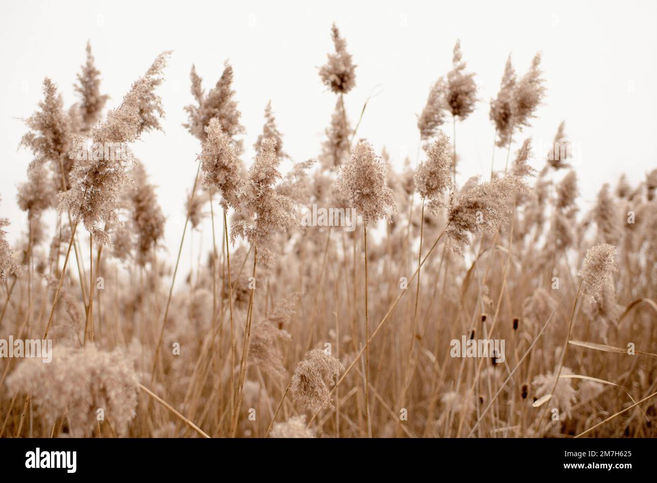 Field of Pampas Grass with Sky Stock Photo - Alamy