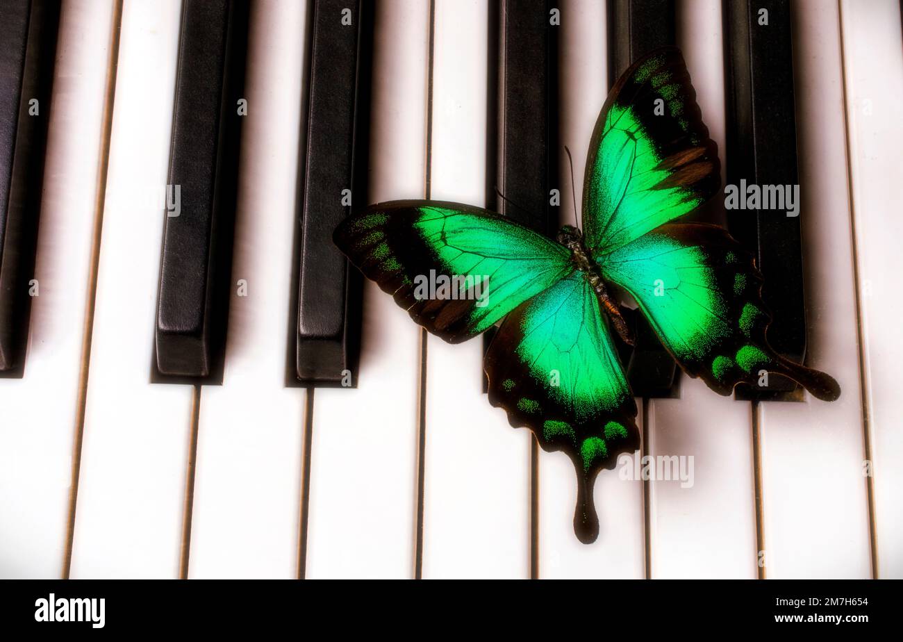 Green Butterfly On Piano Keys Stock Photo - Alamy
