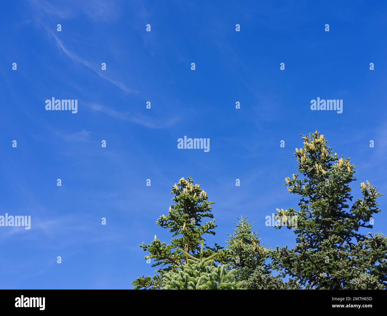 Fir tree top hi-res stock photography and images - Alamy