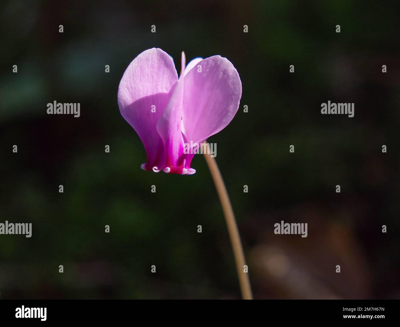 Cyclamen flower close-up in autumn Stock Photo - Alamy