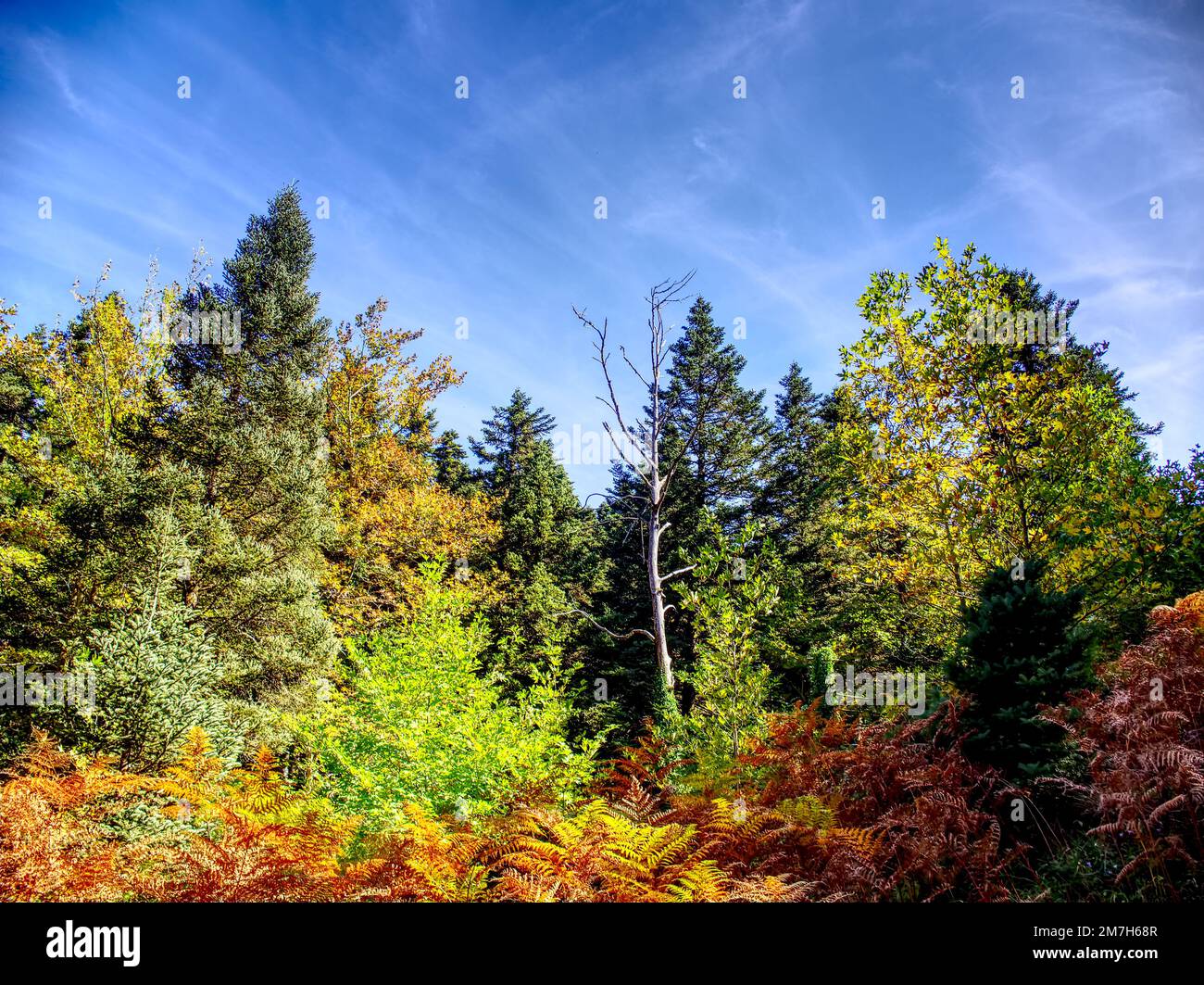 Green forest landscape in autumn Stock Photo - Alamy