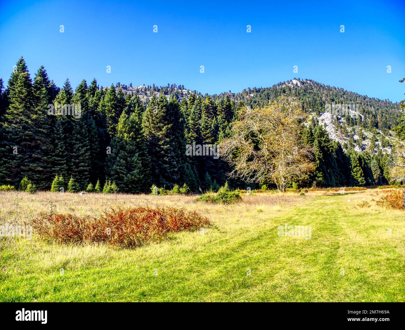 Fir forest landscape hi-res stock photography and images - Alamy