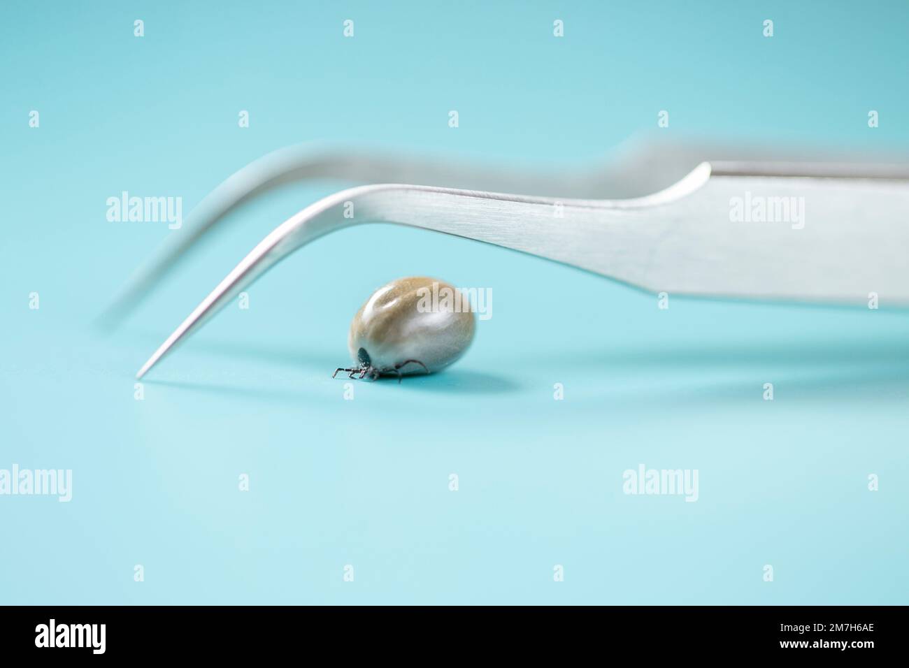 Mite macro on a blue background.Blood filled swollen tick Stock Photo ...