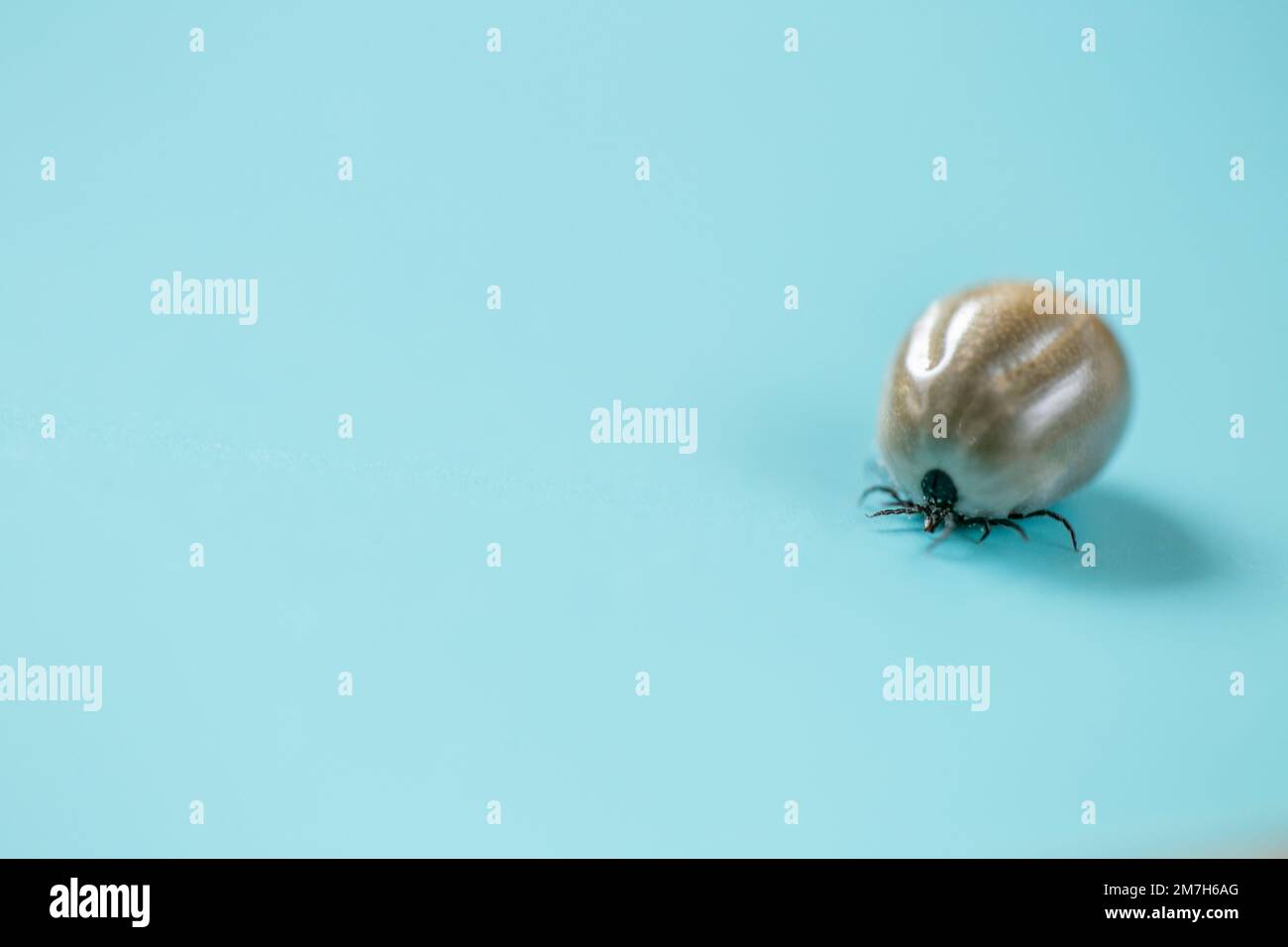 Blood filled tick. Mite macro on a blue background Stock Photo - Alamy