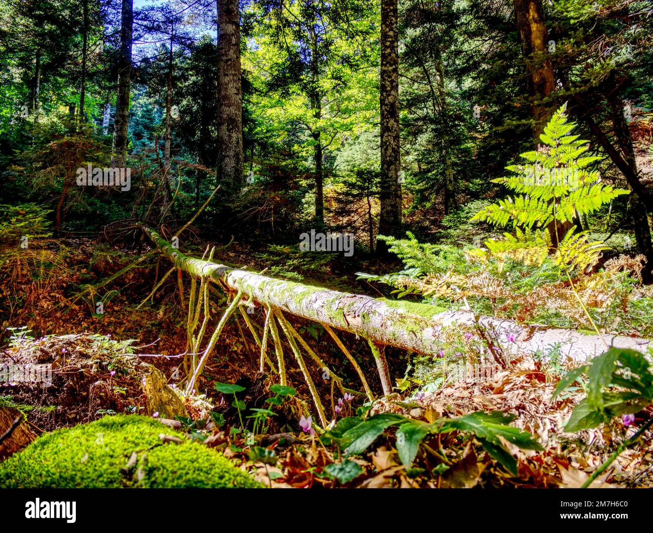 Fir forest landscape hi-res stock photography and images - Alamy