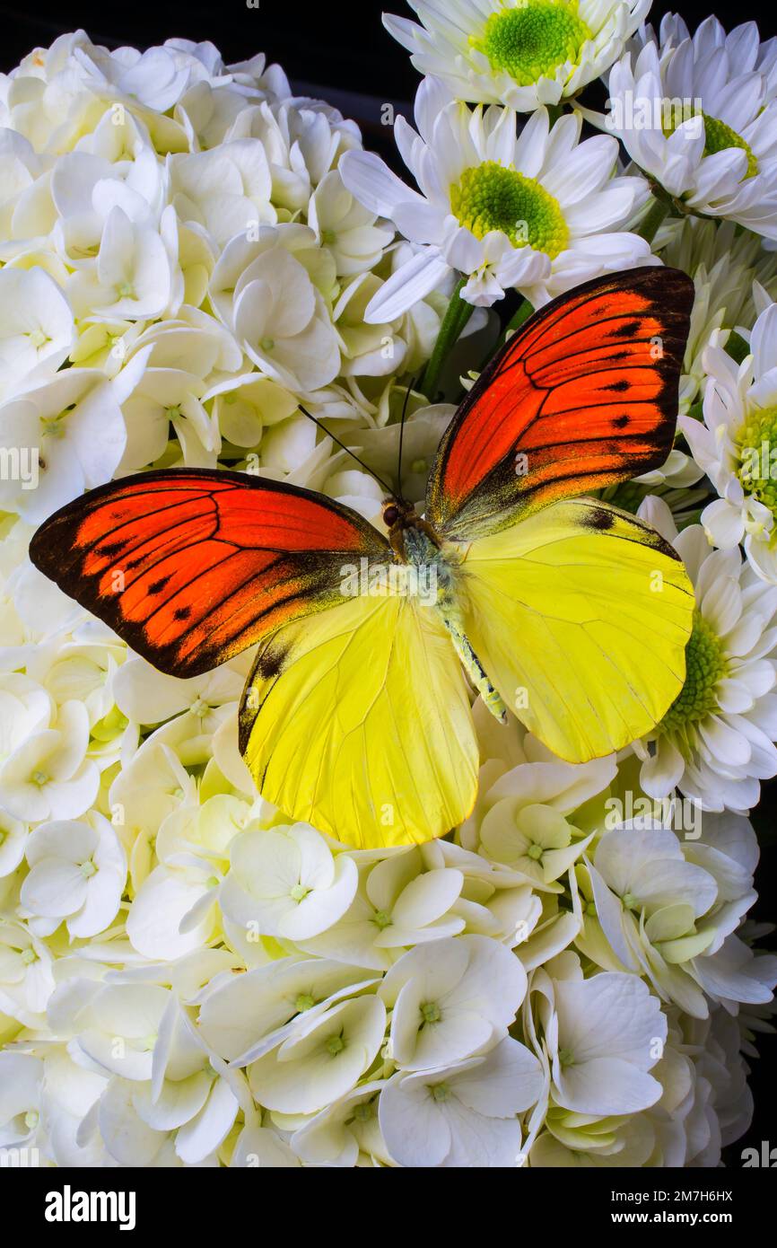 Gorgeous Orange Yellow Butterfly Stock Photo - Alamy