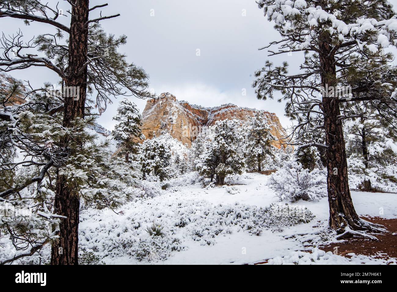 Winter snowfall in Zions National Park, Utah, USA. This magnificent ...