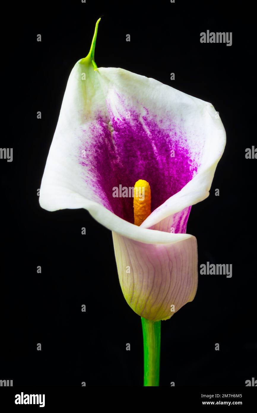 Purple White Calla Lily Stock Photo - Alamy