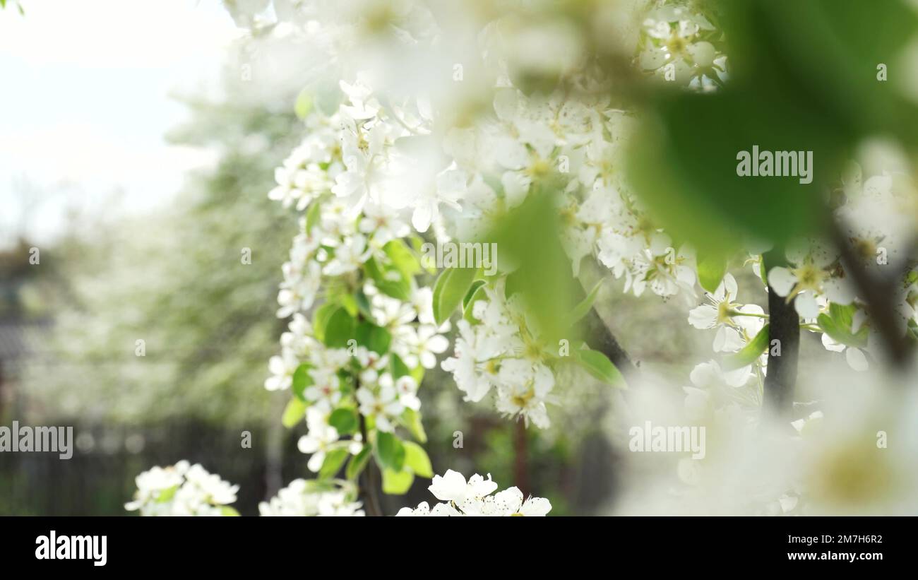 Blossoming plum tree in spring. White flower petals of a fruit tree on ...