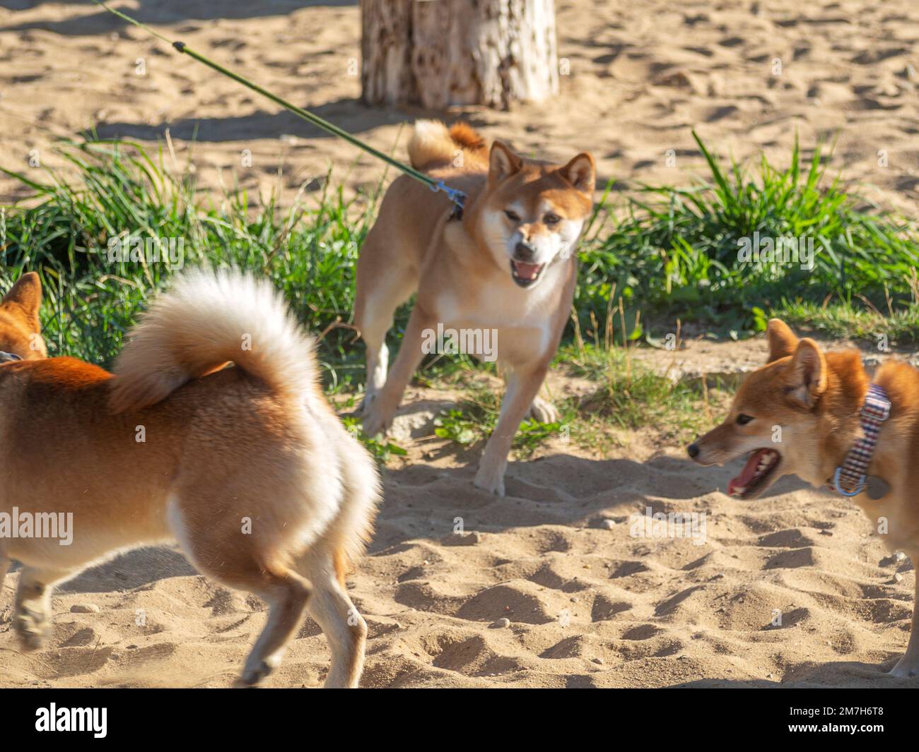 Shiba Inu plays on the dog playground in the park. Cute dog of shiba ...