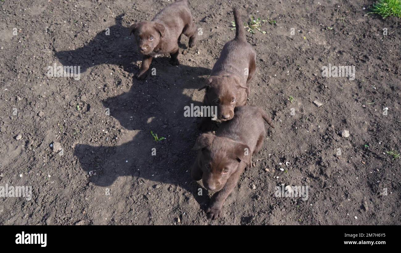 three brown labrador puppies play on the ground. Pets fool around ...