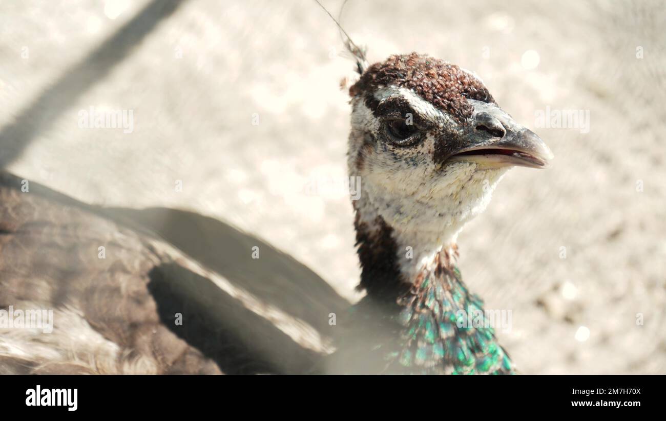 Peahen. A female Indian peacock walks around the yard close-up. Details ...