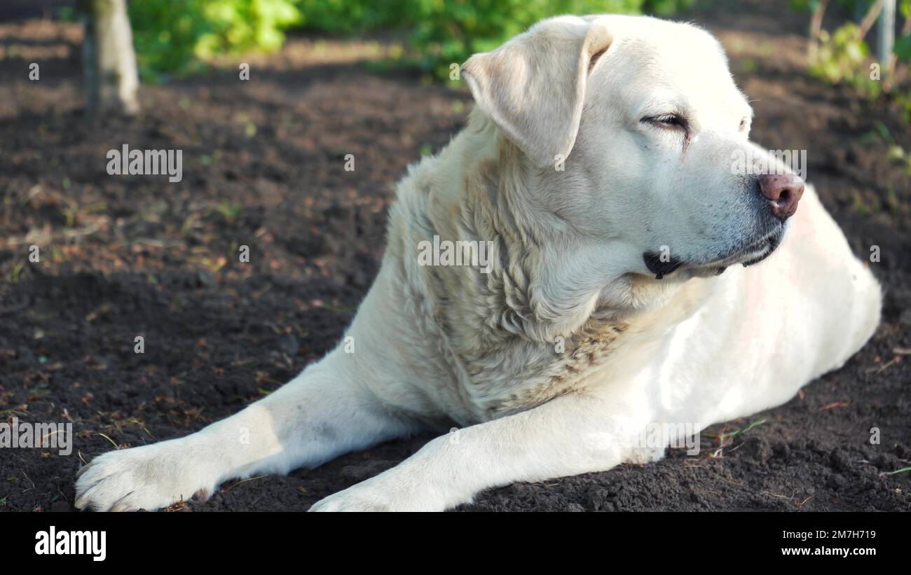 fawn labrador lies on the ground in spring. the dog is hot. the pet ...