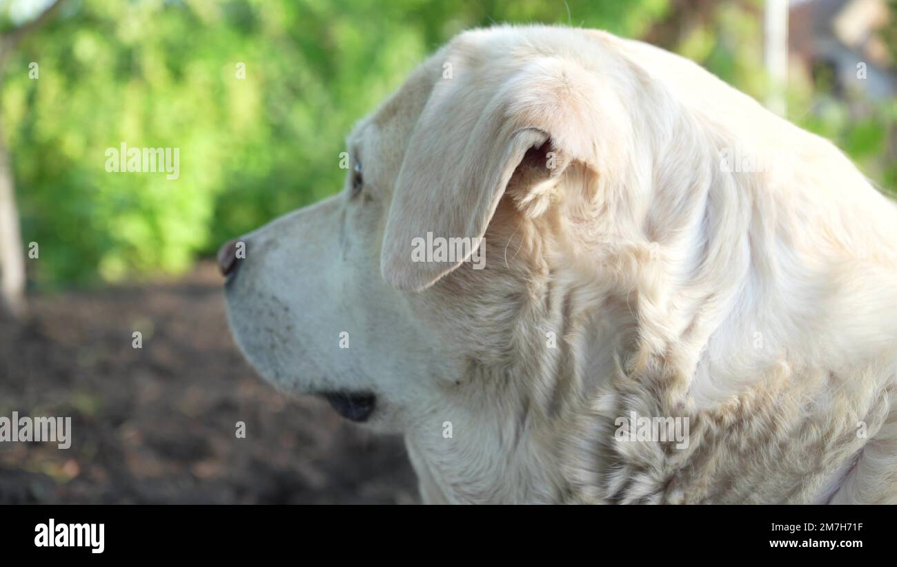 fawn labrador lies on the ground in spring. the dog is hot. the pet ...
