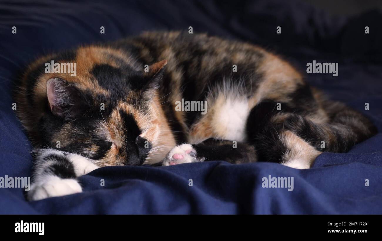 4k three suited cat sleeps hi-res stock photography and images - Alamy