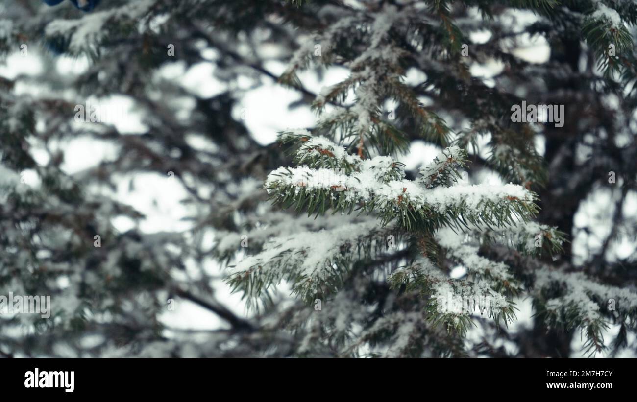 Snow-covered pine branch in snowfall close-up. The atmosphere of ...