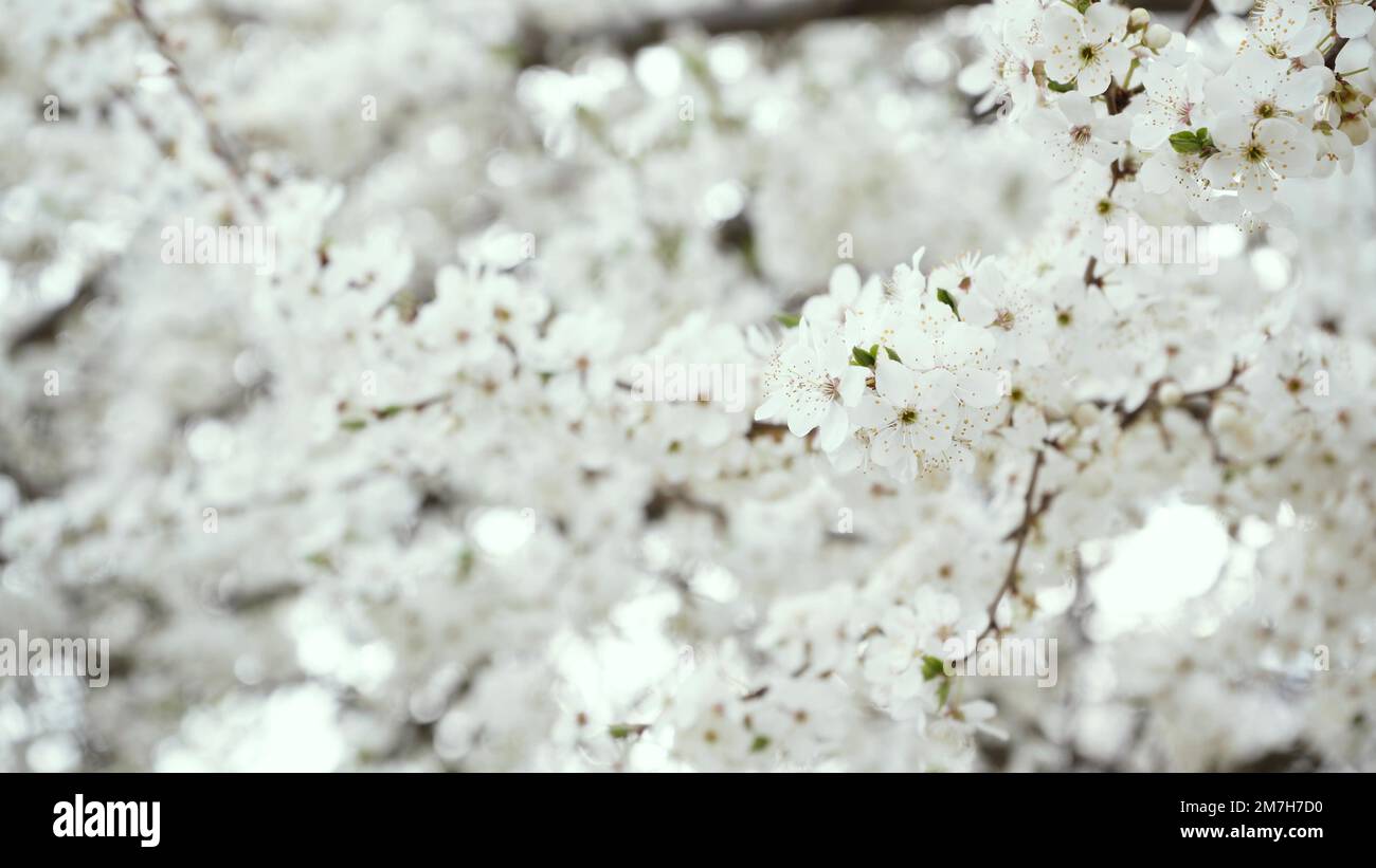 4k spring blooms cherry tree hi-res stock photography and images - Alamy