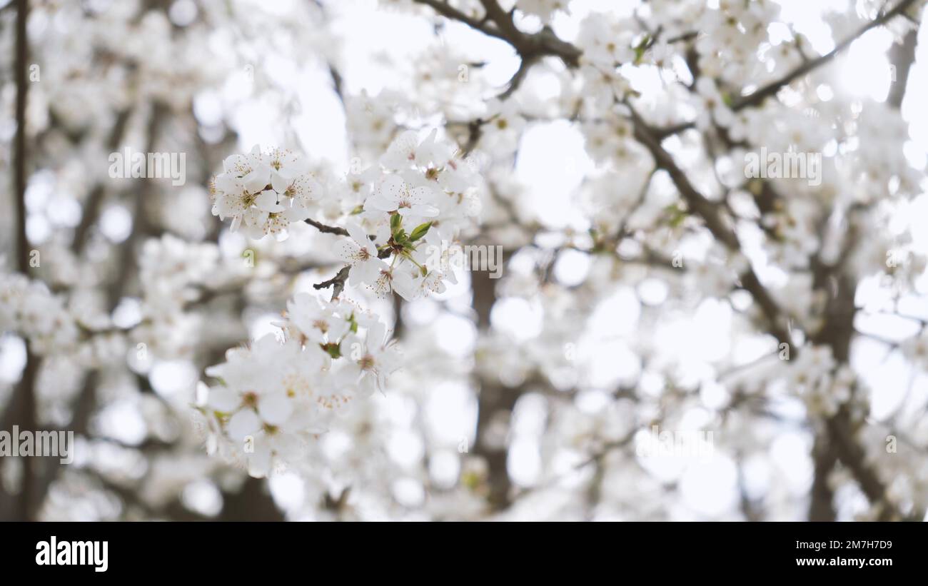 branches of blossoming white plum close up. spring flowering fruit ...