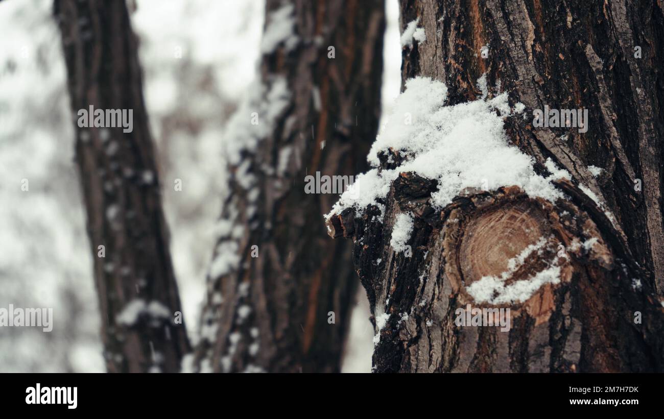 The trunk of a pine tree is covered with snow in a snowfall. Snowy ...