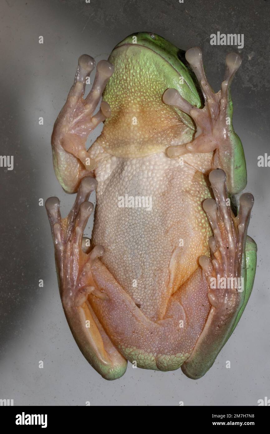 Australian Green Tree frog climbing on glass window Stock Photo - Alamy