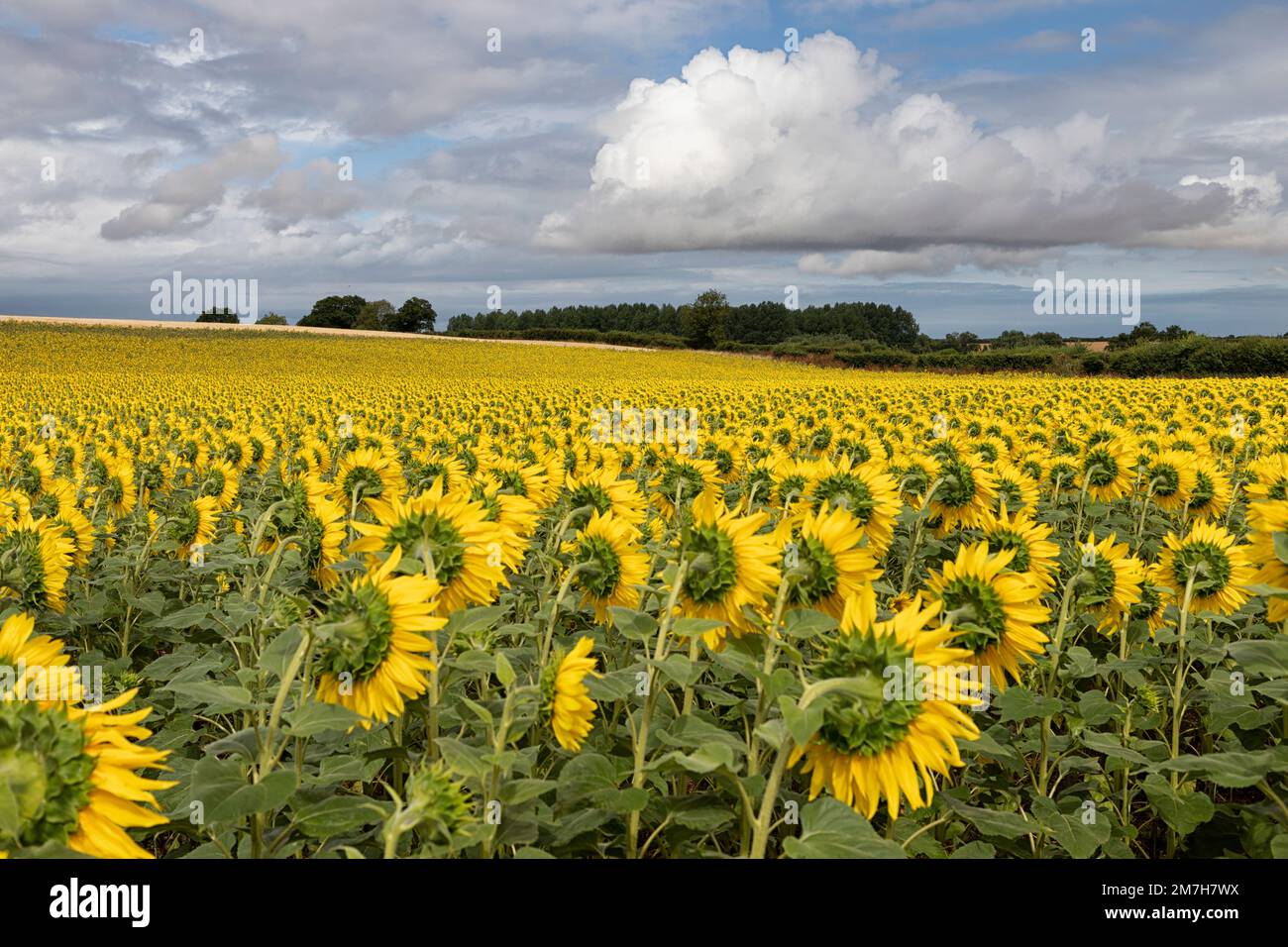 Sunflower fields and close up sunflowers at sunset, Norfolk, East ...